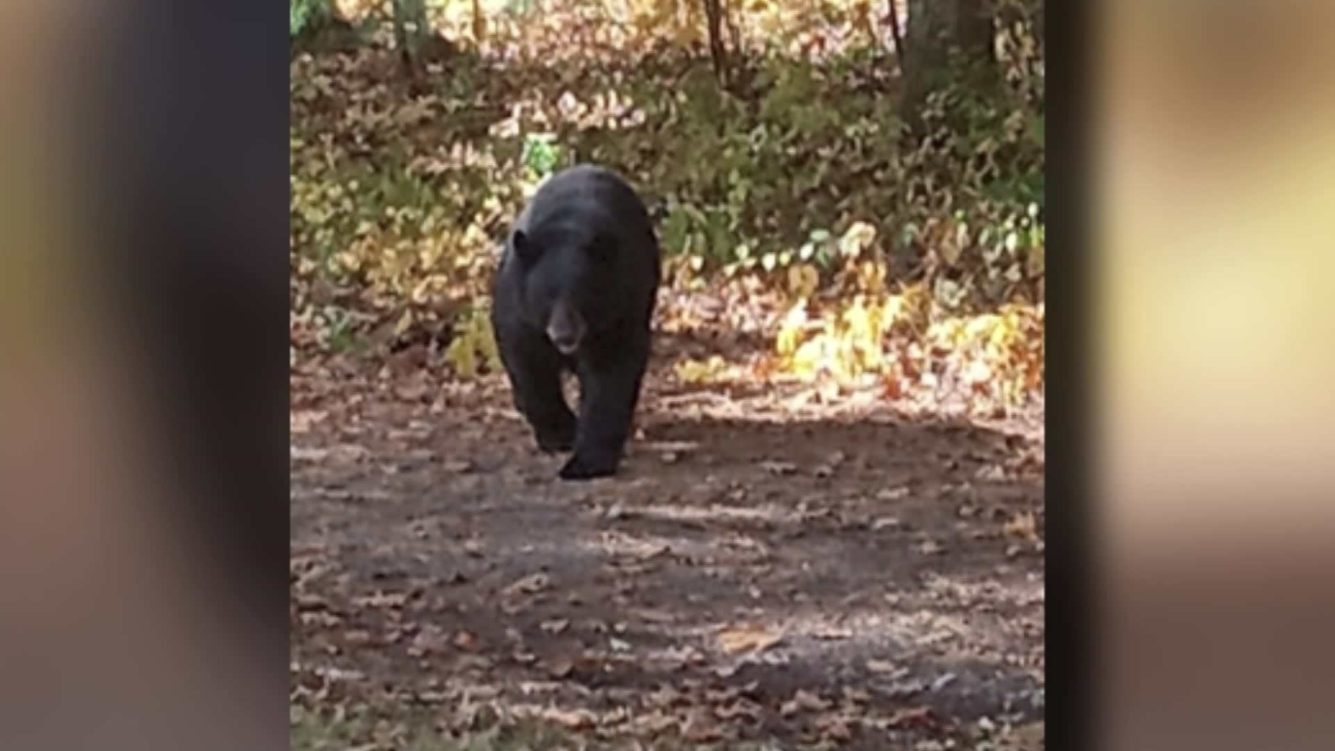 10-year-old recovering after bear attack at grandparents’ Morris home