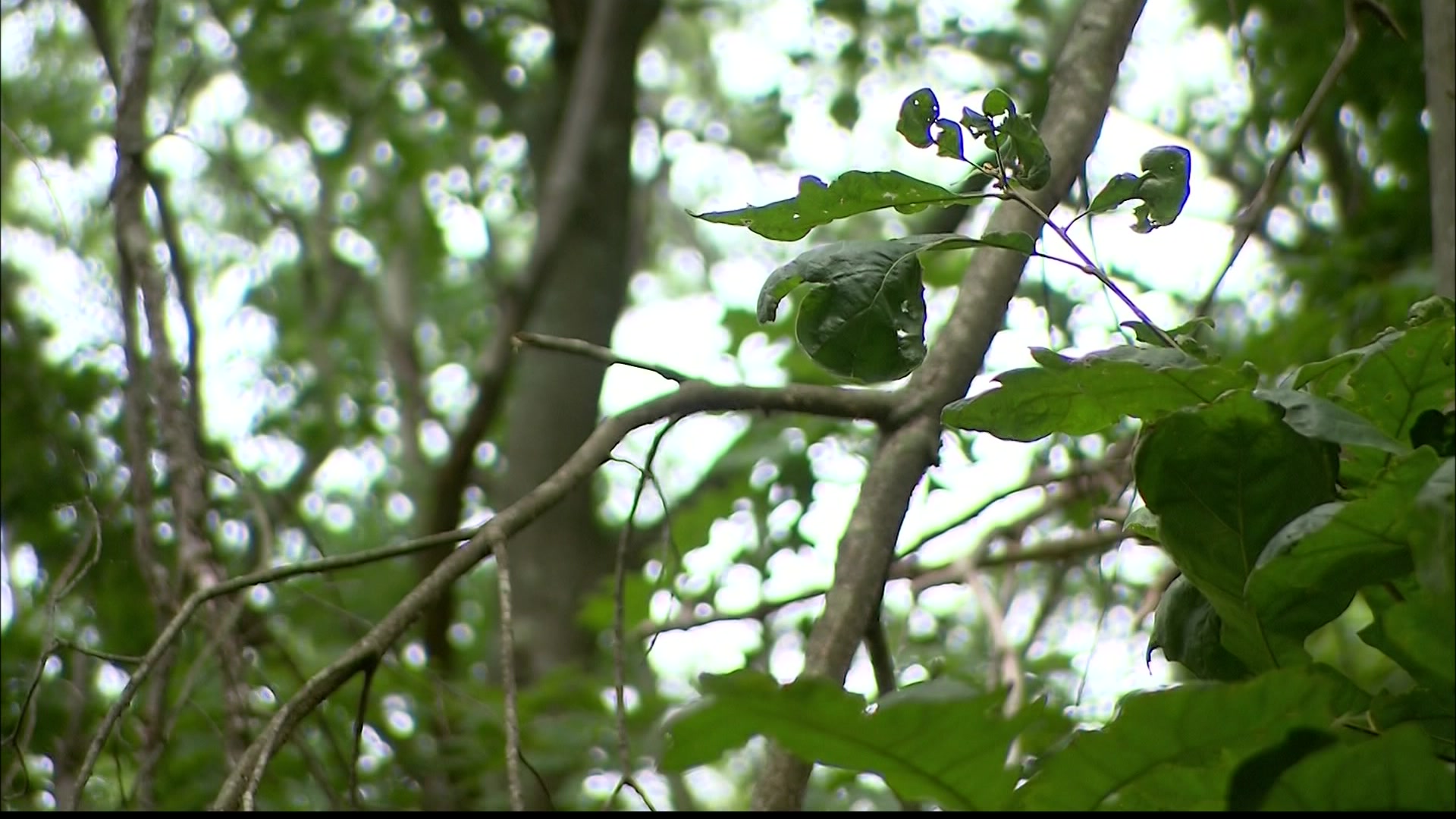 Suffolk partners with PSEG LI to give customers free trees before Earth Day