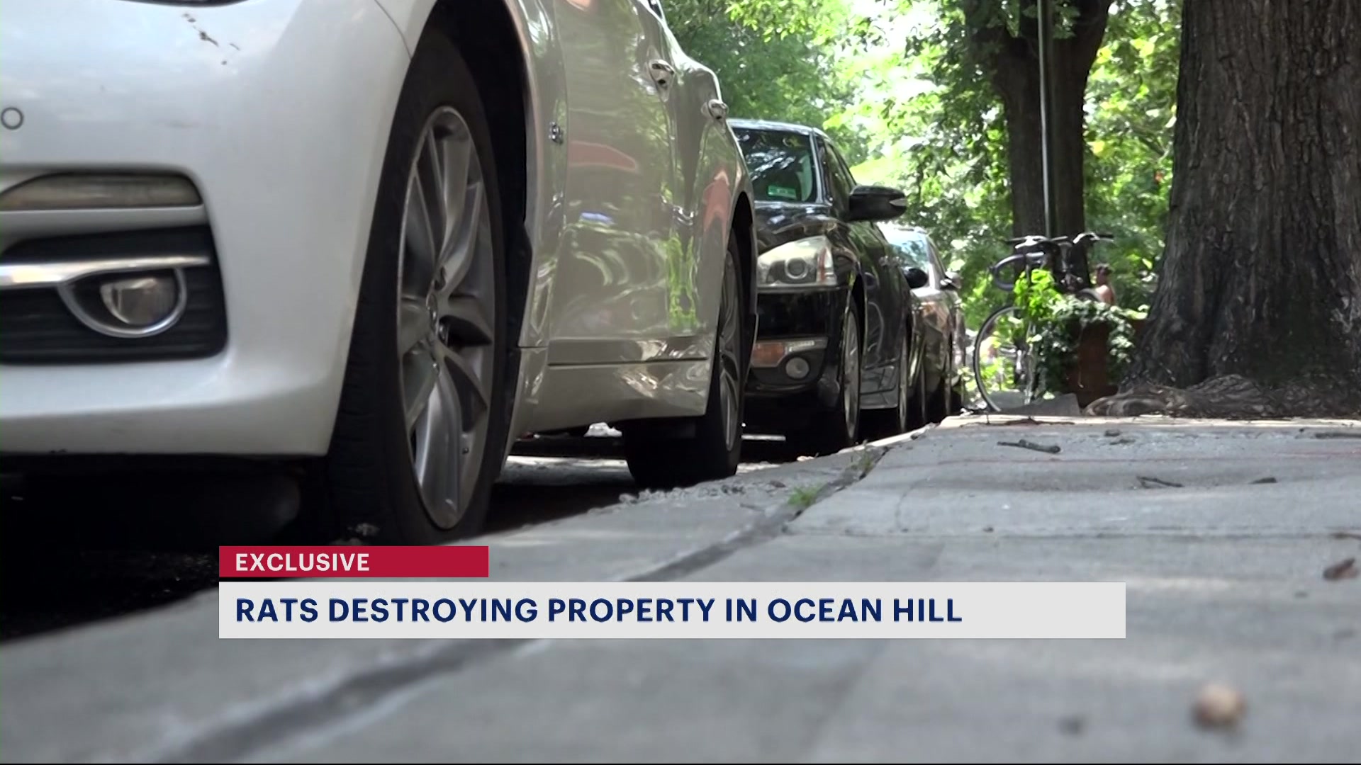 Rats are destroying cars in Ocean Hill