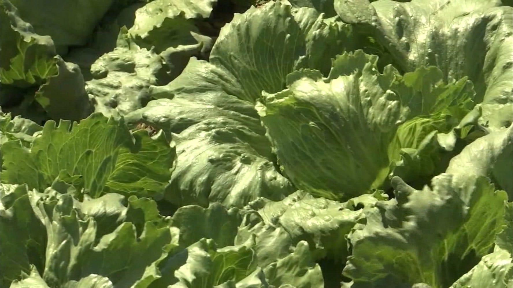 News 12 | New Jersey | Romaine lettuce outbreak tied to contaminated ...