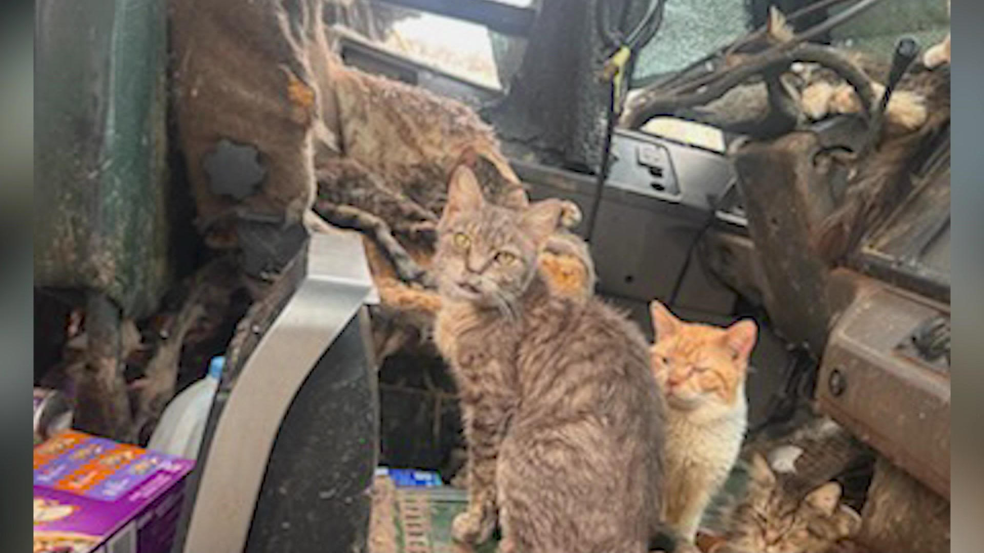 News 12 | Brooklyn | Hv Spca 64 Sick Cats Living In Filthy Bus Rescued ...