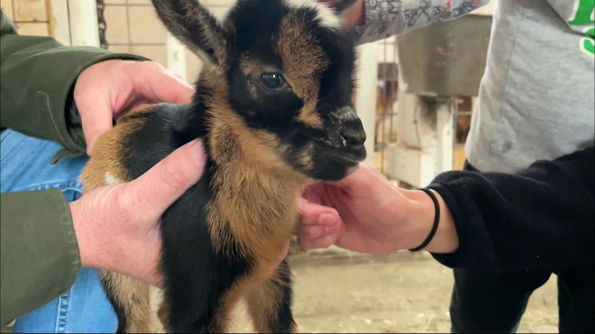 News 12 | Westchester | Spring has sprung and so have baby animals at ...