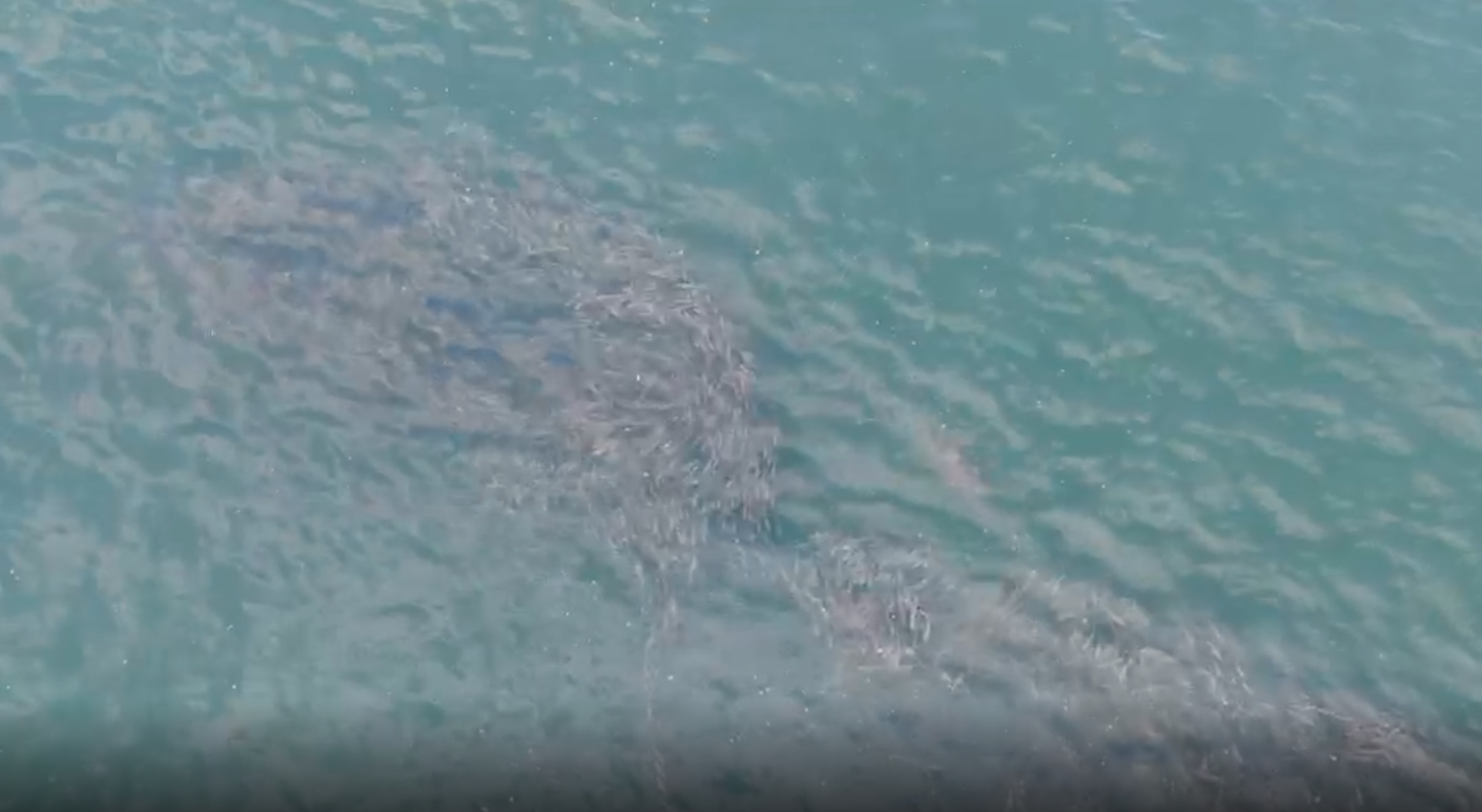 WATCH: Shark chases school of fish near Jones Beach