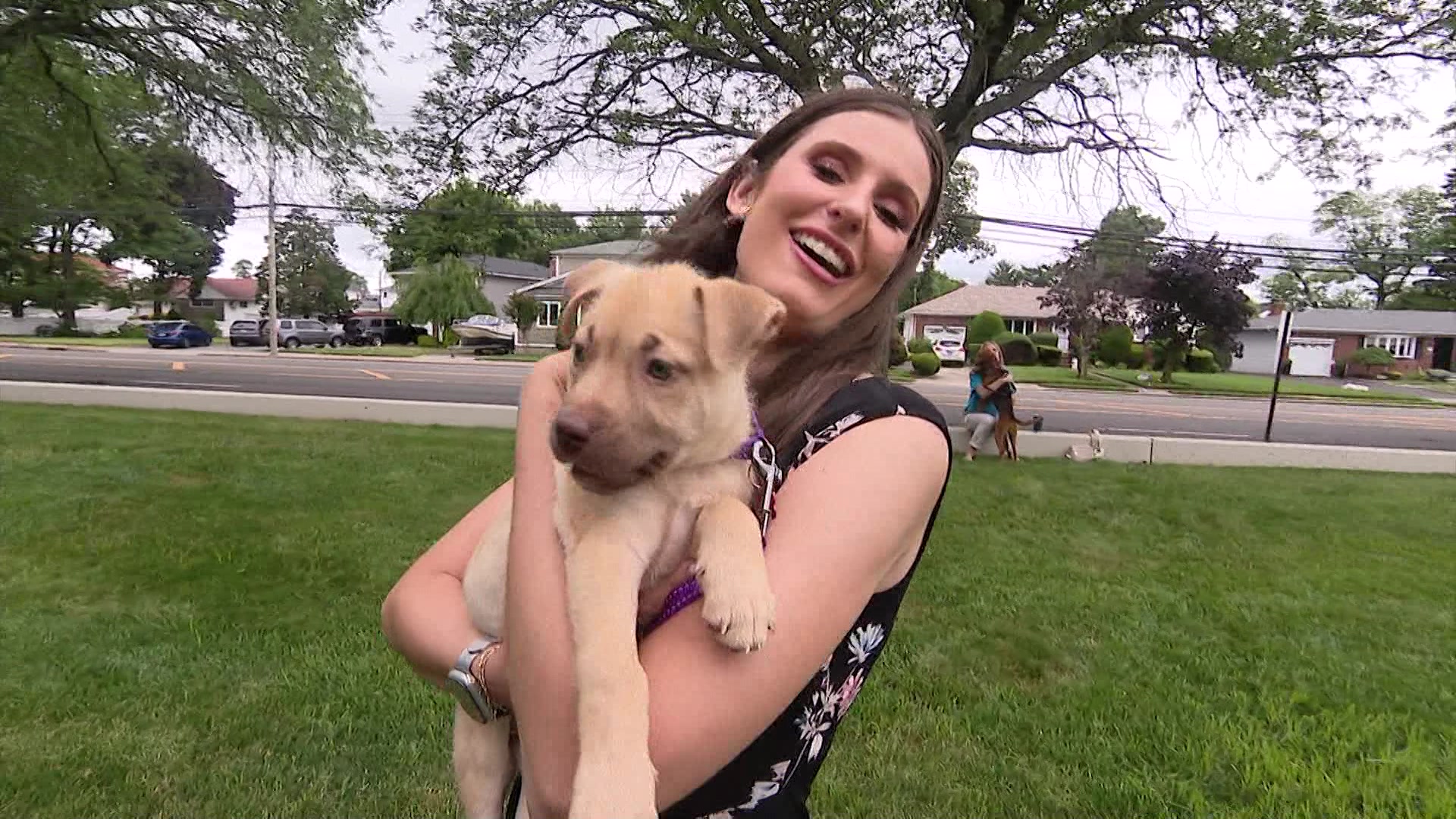 Paws & Pals: Dogs up for adoption at Posh Pets Rescue on July 1