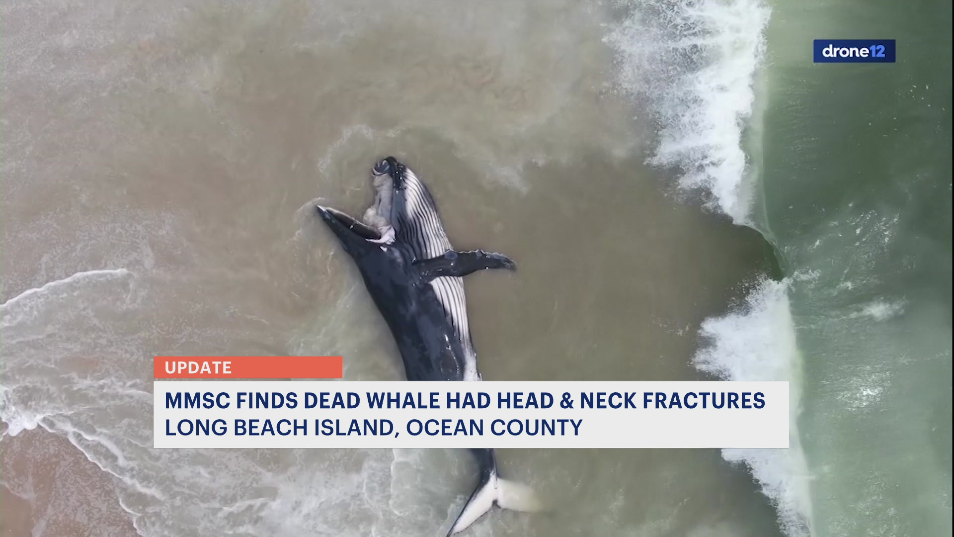 Authorities: Dead humpback whale that washed up on Long Beach Island ...