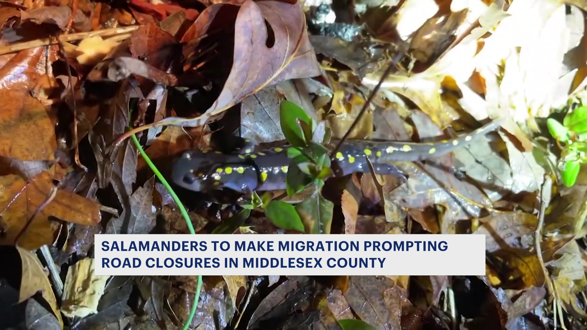 Annual salamander migration underway in East Brunswick