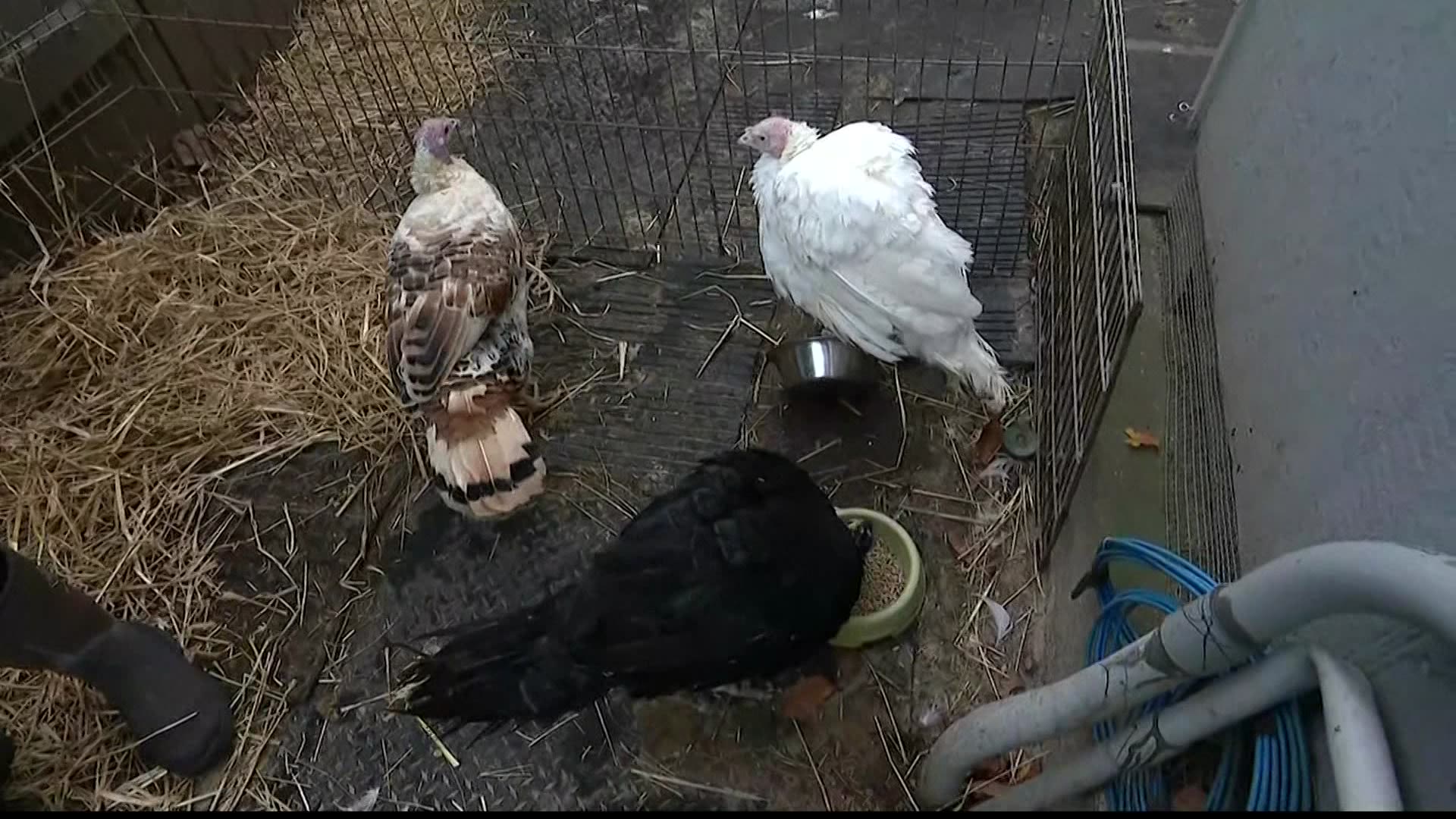3 domestic turkeys rescued by Humane Long Island ahead of Thanksgiving