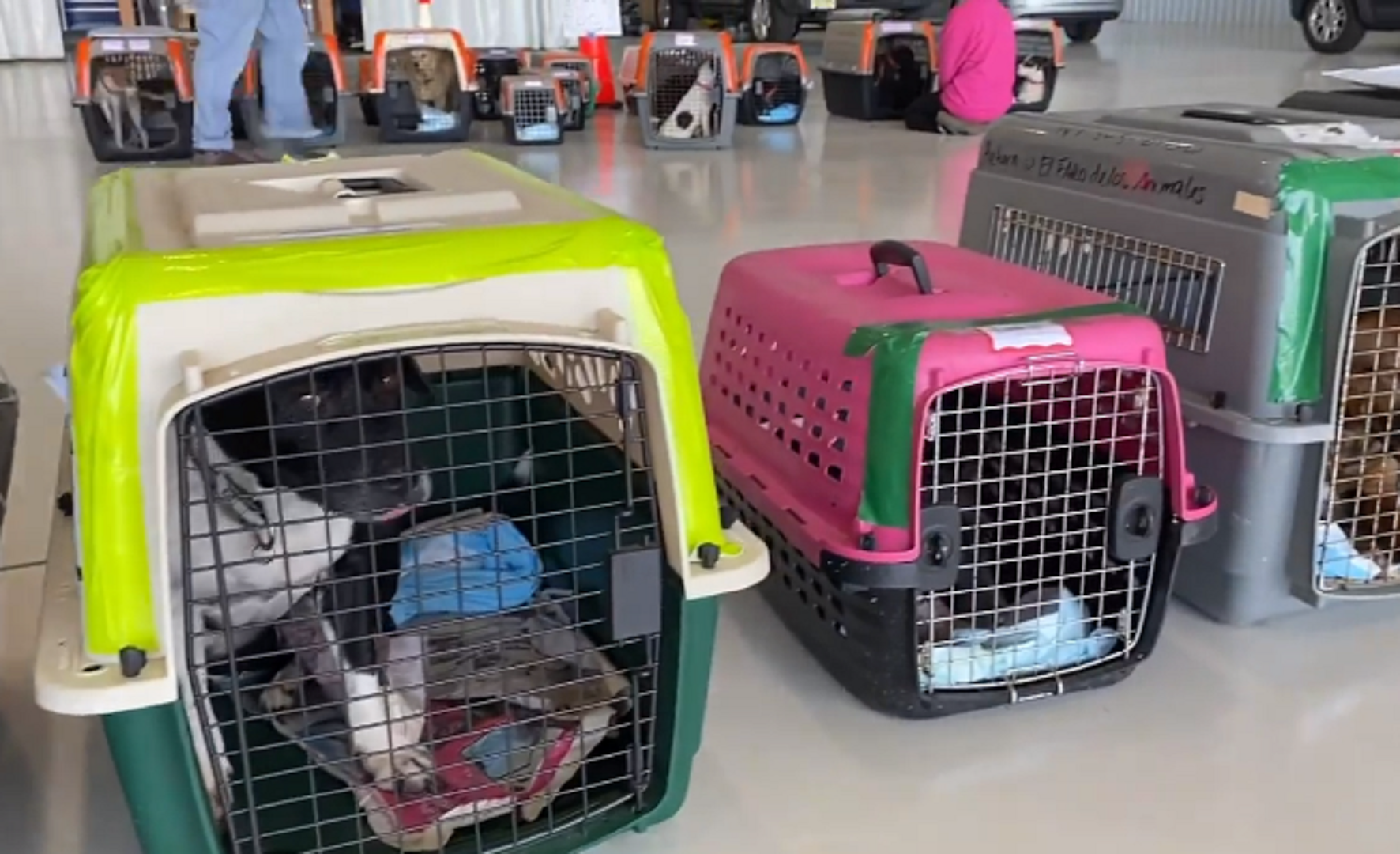 Florida shelter animals displaced by Hurricane Ian to arrive in New Jersey