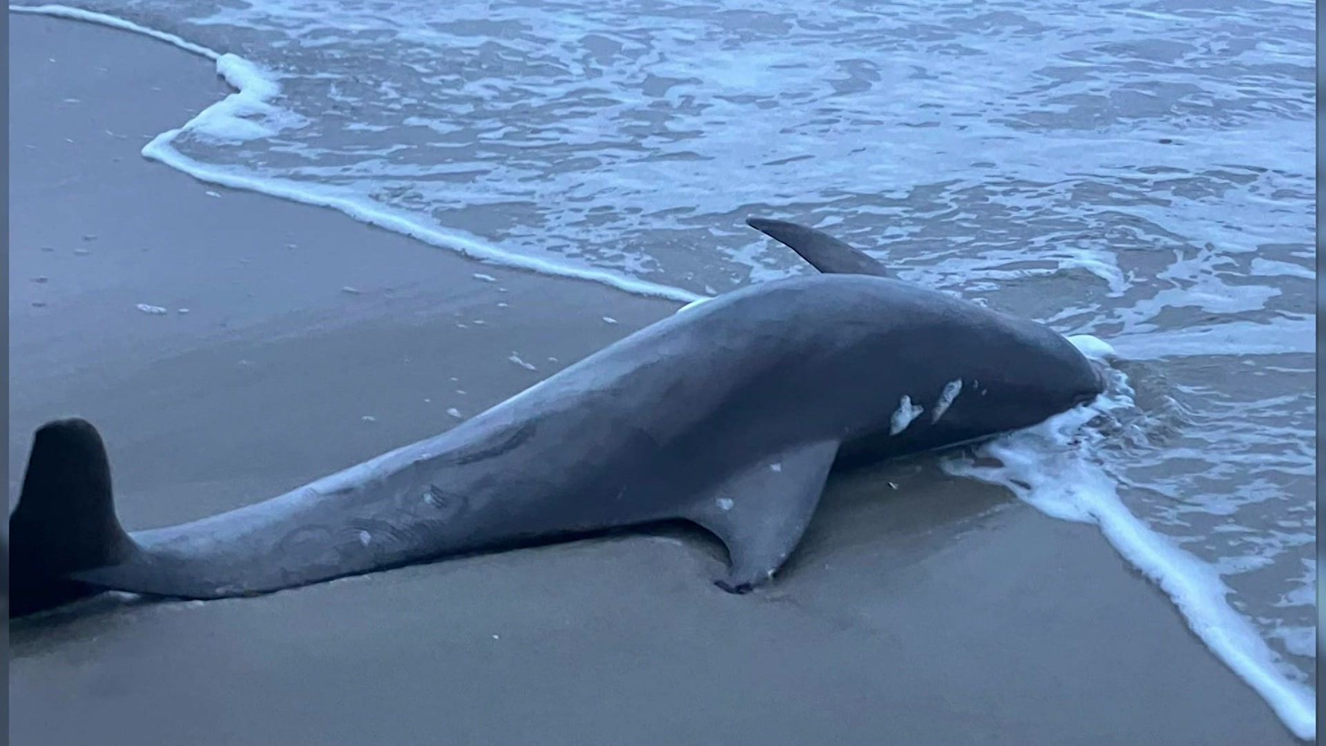 Dead dolphin washes up on Avalon beach; 4th this month in New Jersey